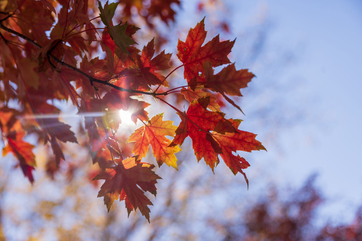 Matador™ Maple | First Editions