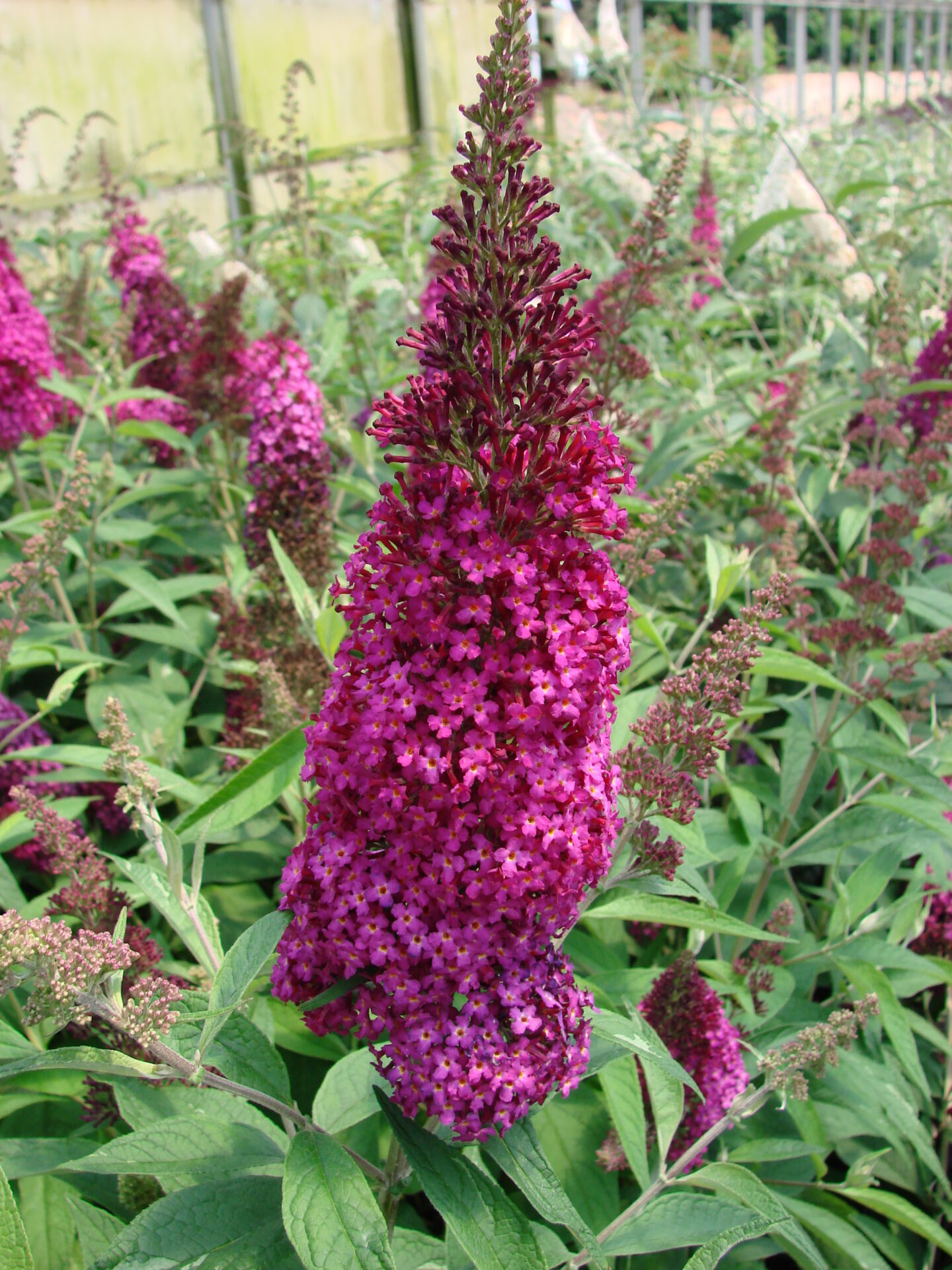 Funky Fuchsia™ Butterfly Bush | First Editions