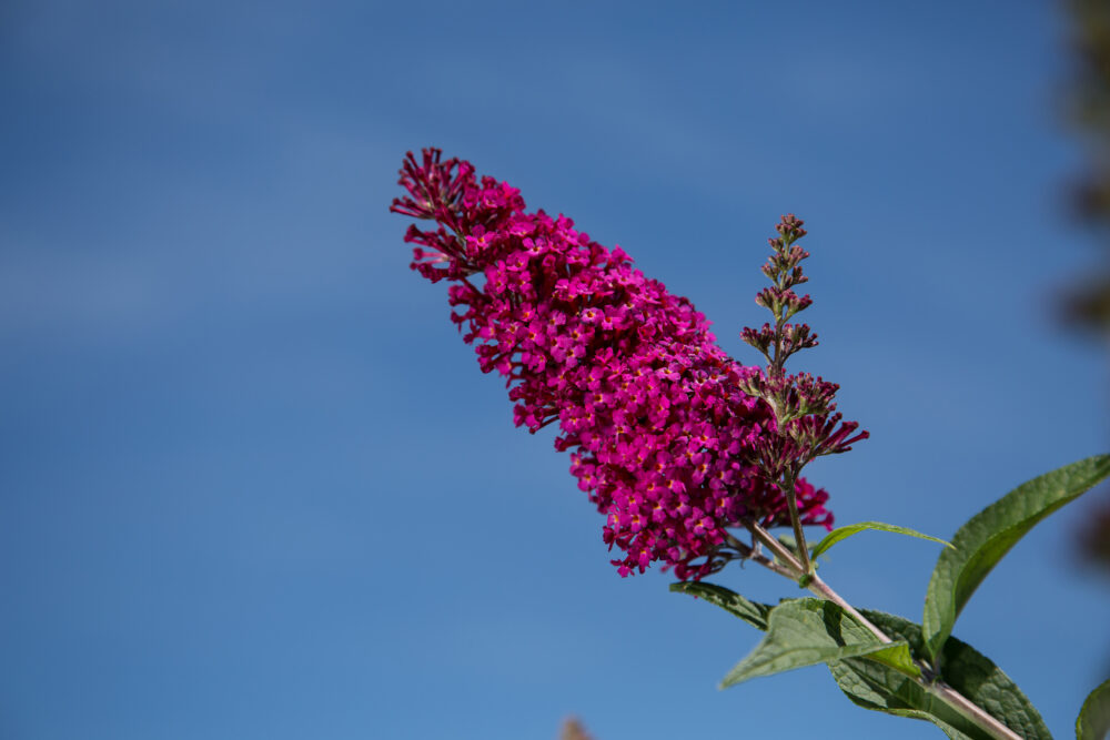 Funky Fuchsia™ Butterfly Bush | First Editions