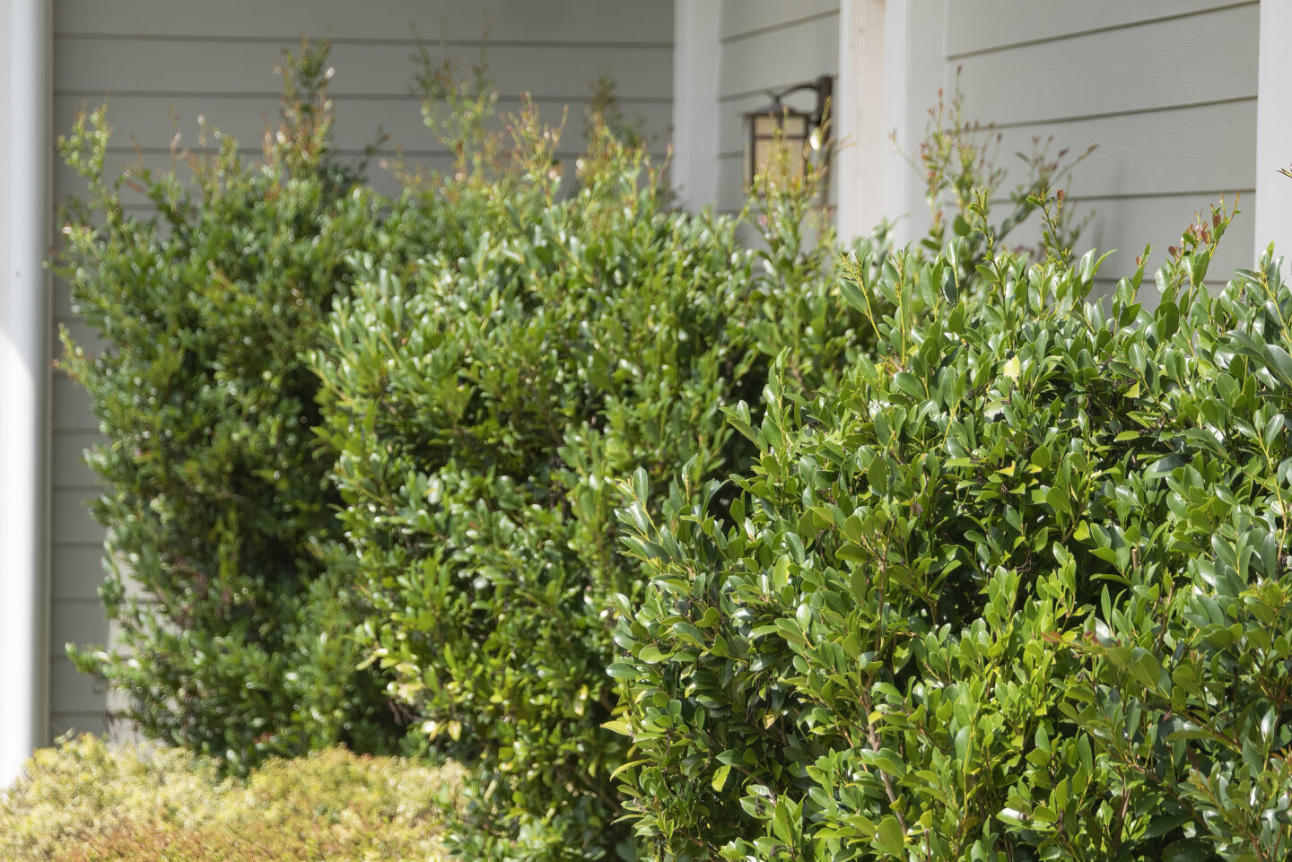 Linebacker™ Distylium | First Editions