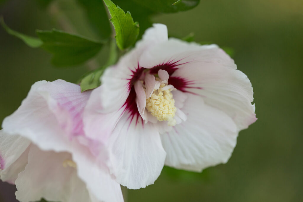 Bali™ Hibiscus | First Editions