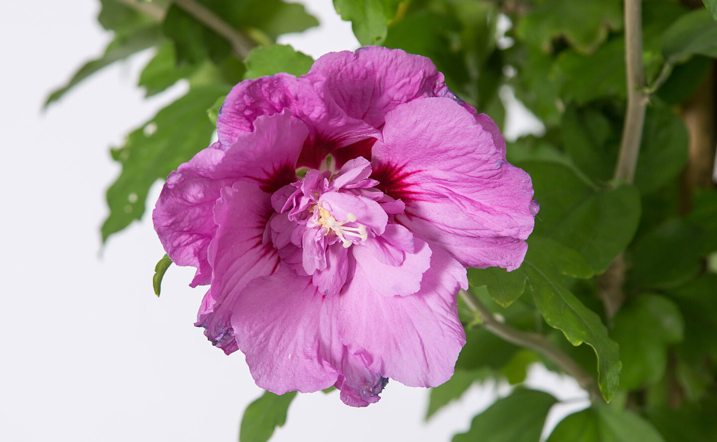 Tahiti™ Hibiscus-Tree Form | First Editions