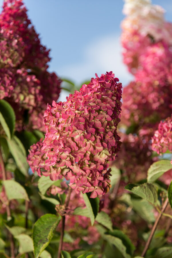 Berry White® Hydrangea-Tree Form | First Editions