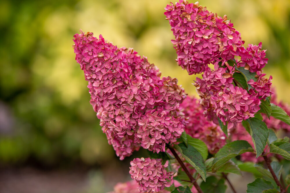 Berry White® Hydrangea-Tree Form | First Editions