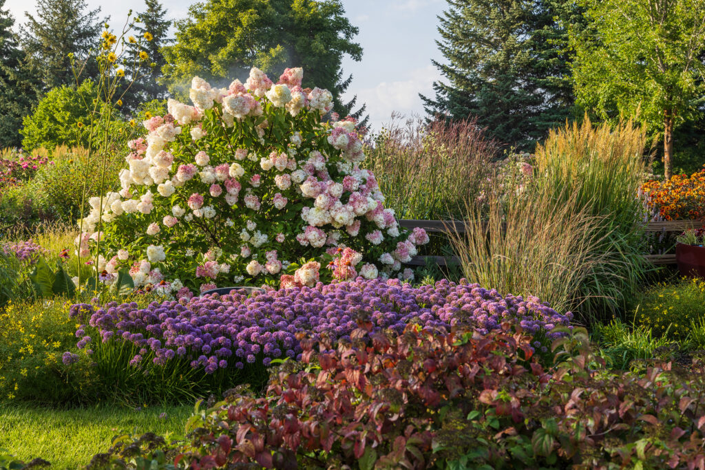 Vanilla Strawberry Hydrangea Tree Form Plant Library Pahls Strawberry