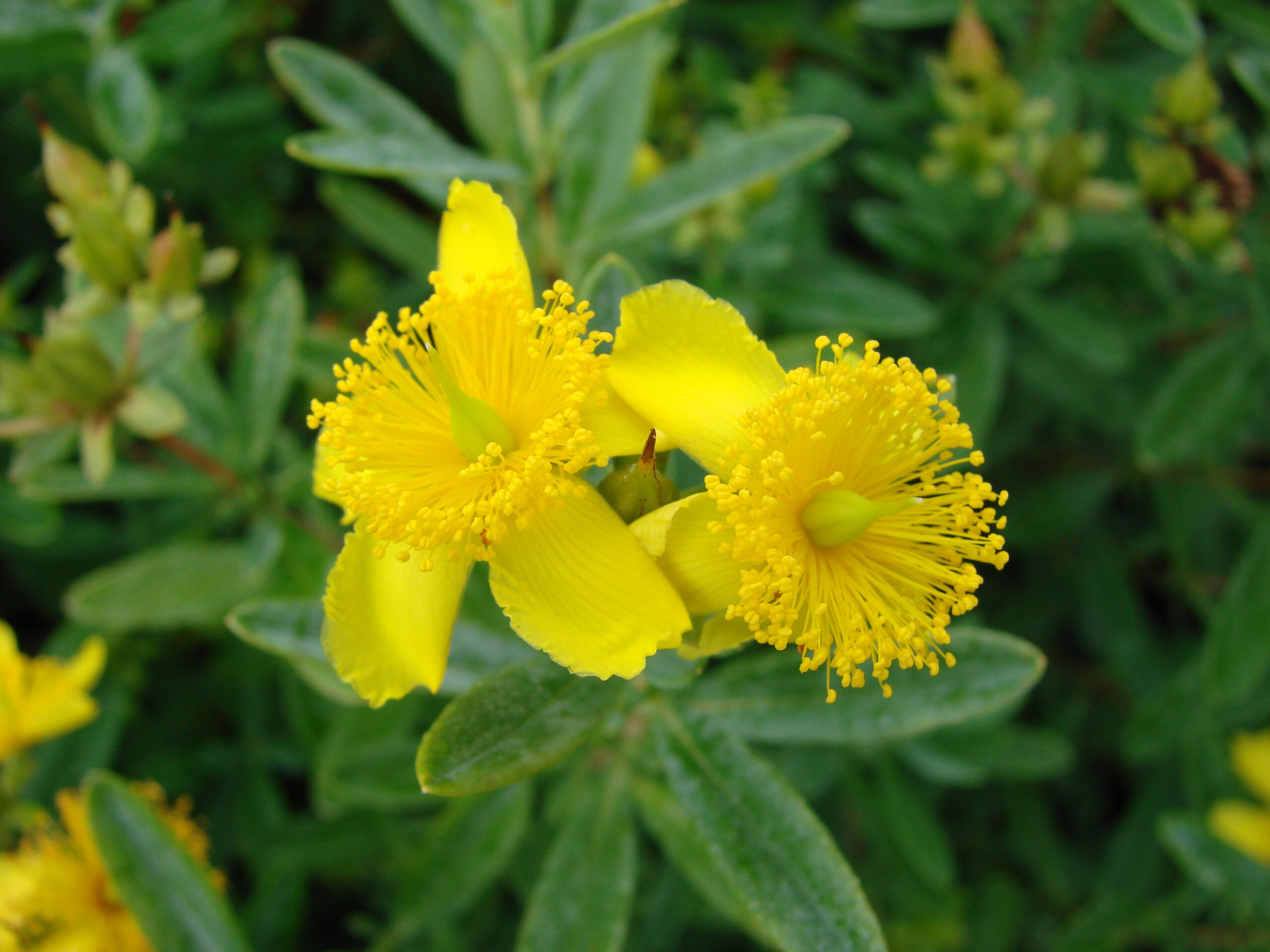 Cobalt-n-Gold™ Hypericum | First Editions