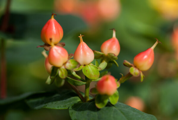 Pumpkin Hypericum | First Editions