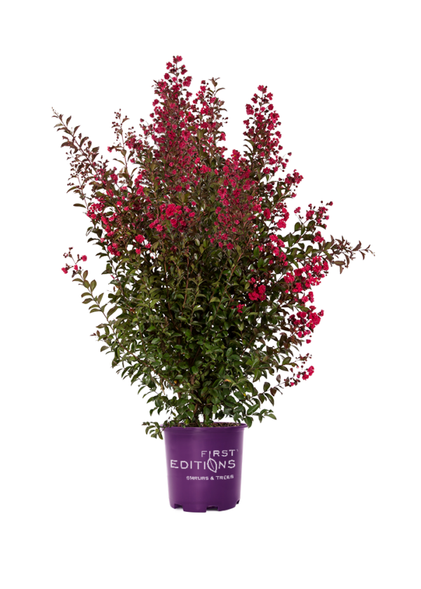 Ruffled Red Magic™ Crapemyrtle | First Editions