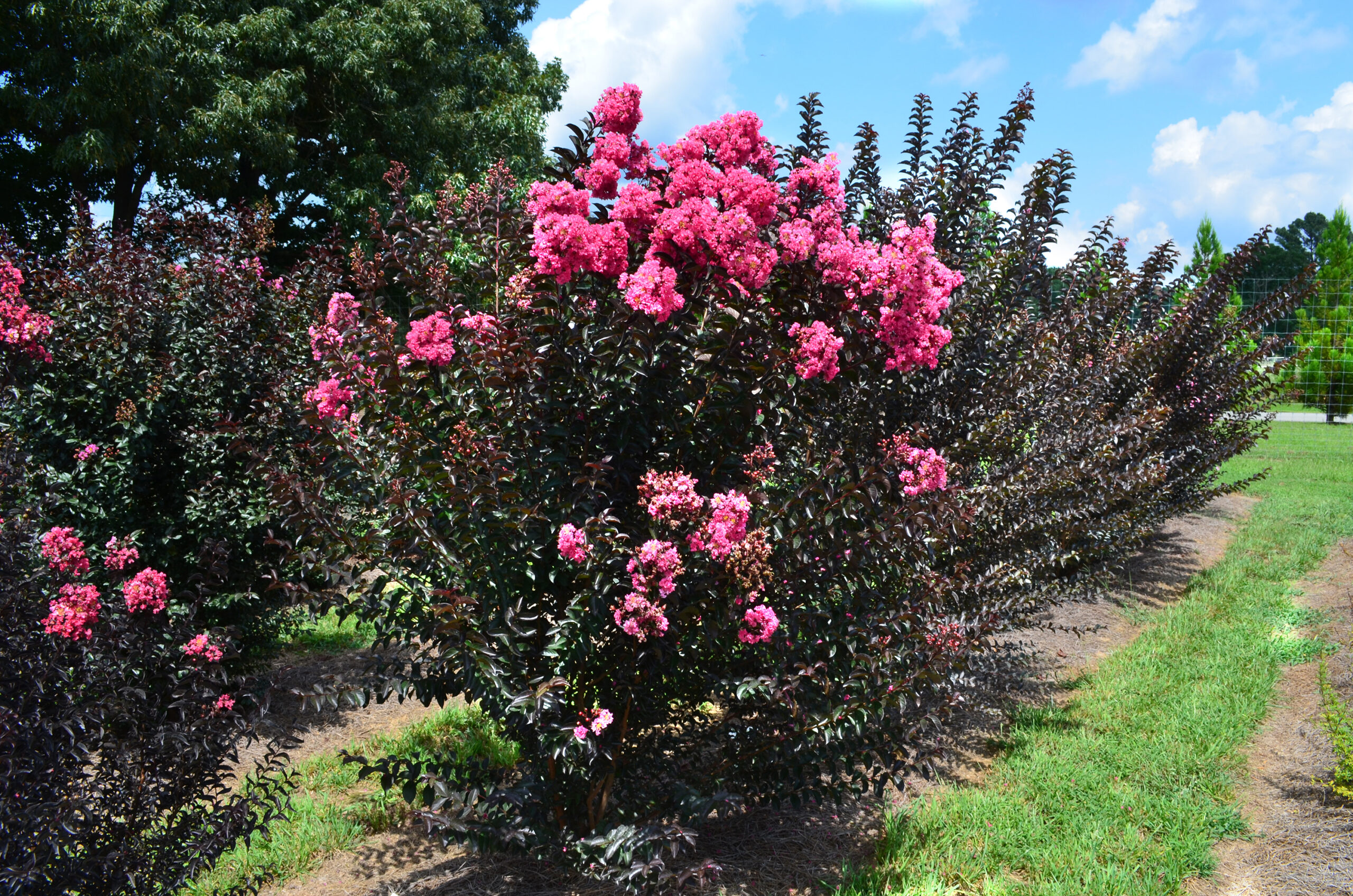 Twilight Magic™ Crapemyrtle | First Editions