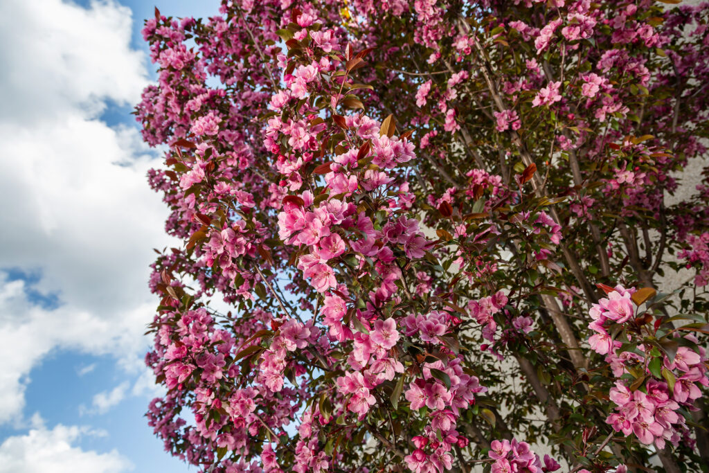 Gladiator™ Crabapple | First Editions