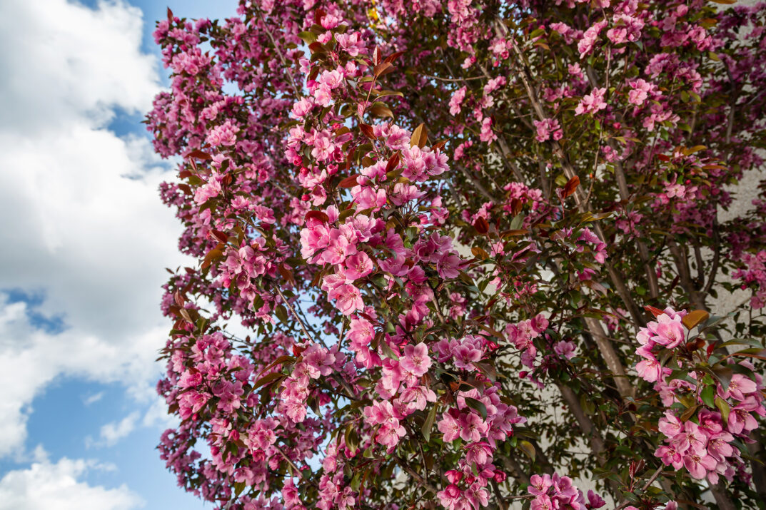 Gladiator™ Crabapple | First Editions