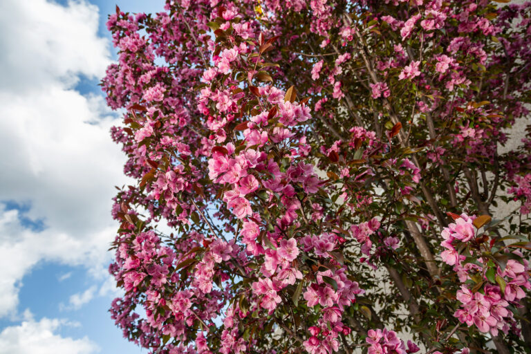 Gladiator™ Crabapple | First Editions