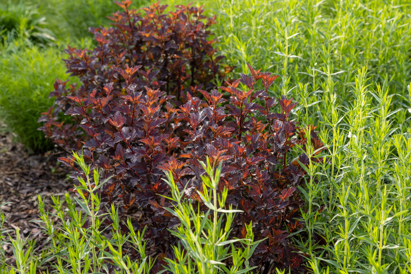 Fireside® Ninebark | First Editions