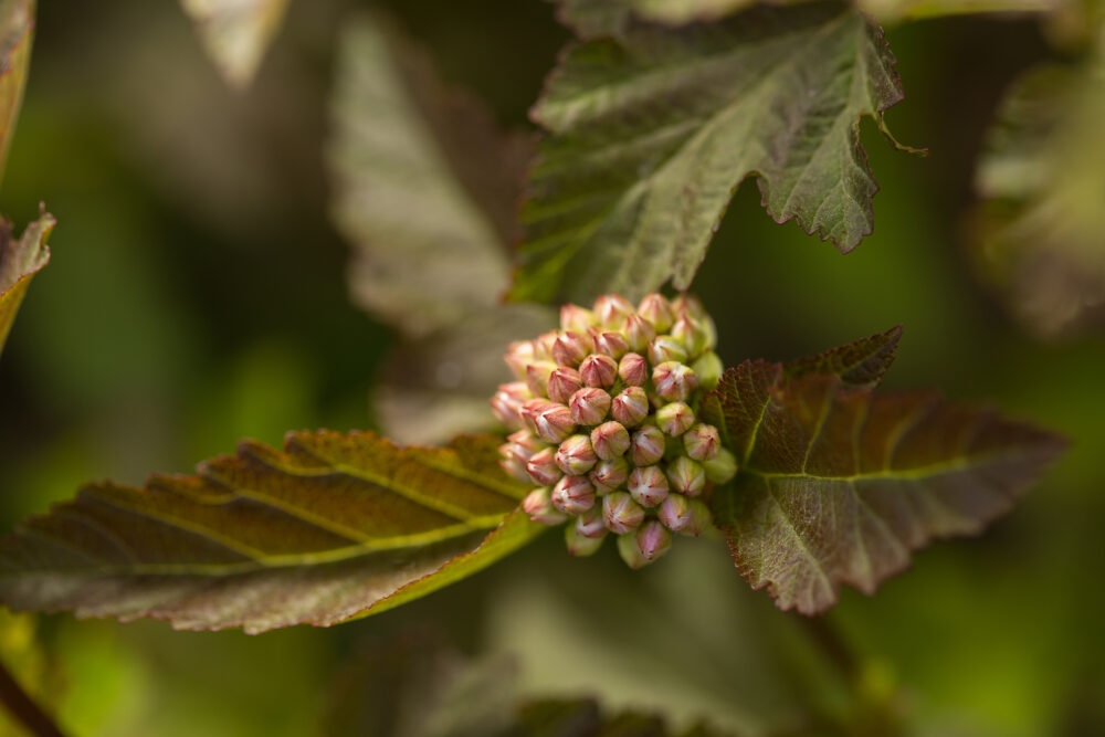 Amber Jubilee™ Ninebark- Tree Form | First Editions