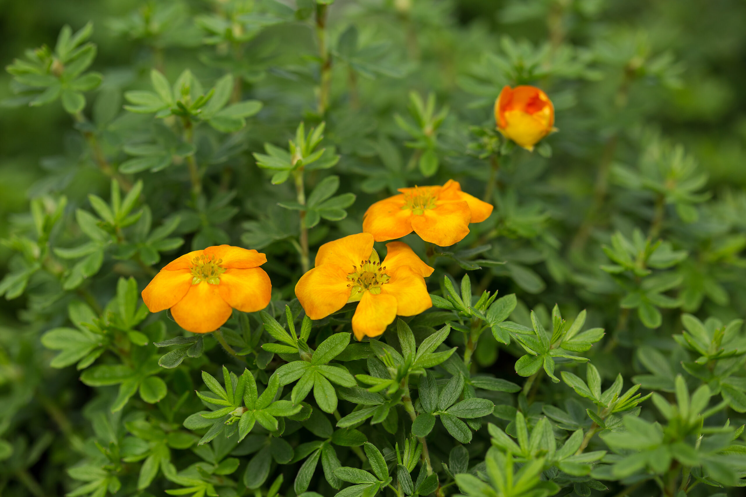 Mandarin Tango® Potentilla | First Editions