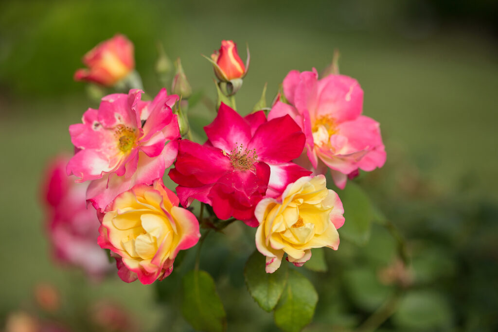 Campfire Rose | First Editions