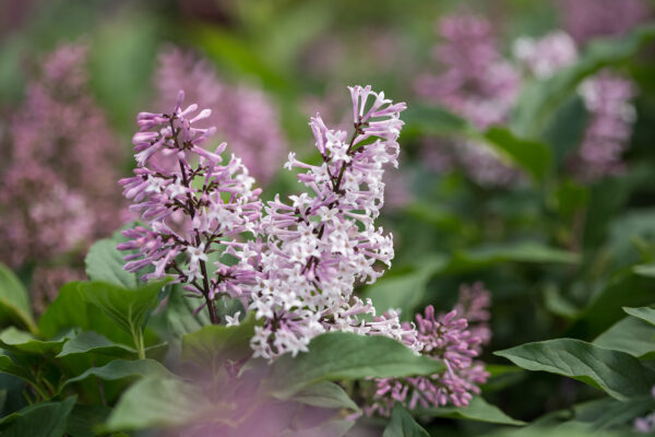 Little Lady™ Lilac | First Editions