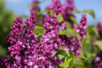 Virtual Violet® Lilac | First Editions