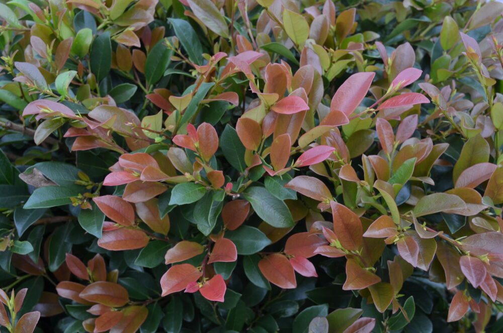 Linebacker™ Distylium | First Editions