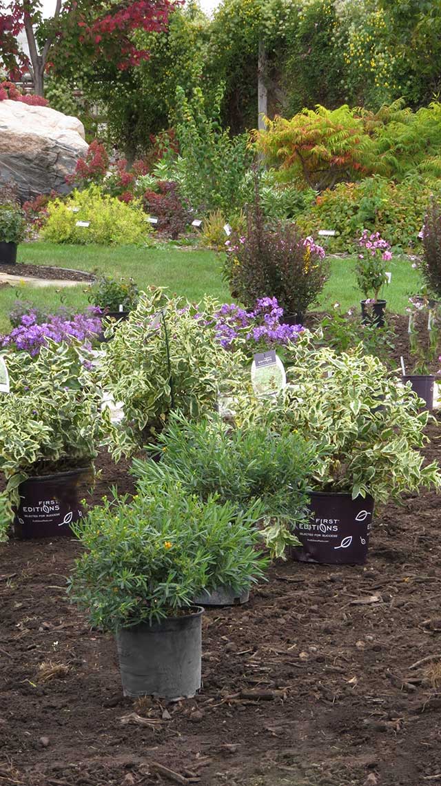 Planting & Care Guide For Plants, Trees, and Shrubs | First Editions