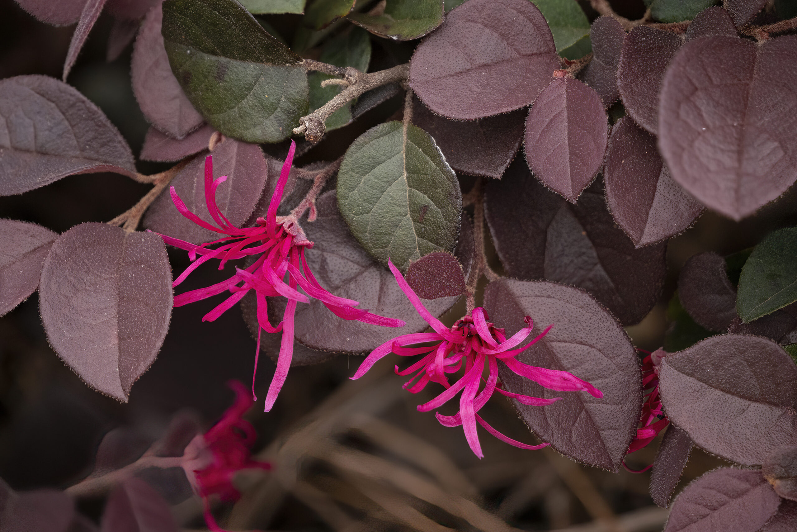 Crimson Fire™ Fringe Flower | First Editions