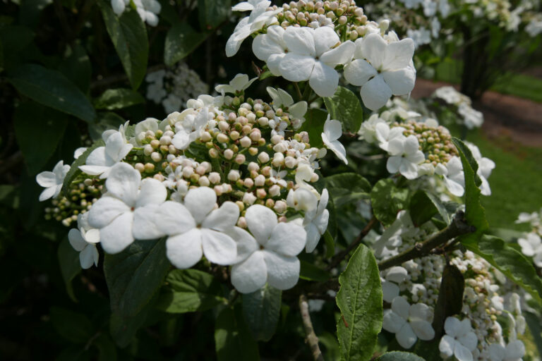 Spring Lace Viburnum | First Editions