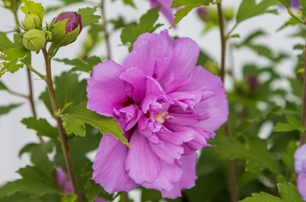 Purple Hibiscus Flower Hibiscus Syriacus FRENCH CABARET® PURPLE