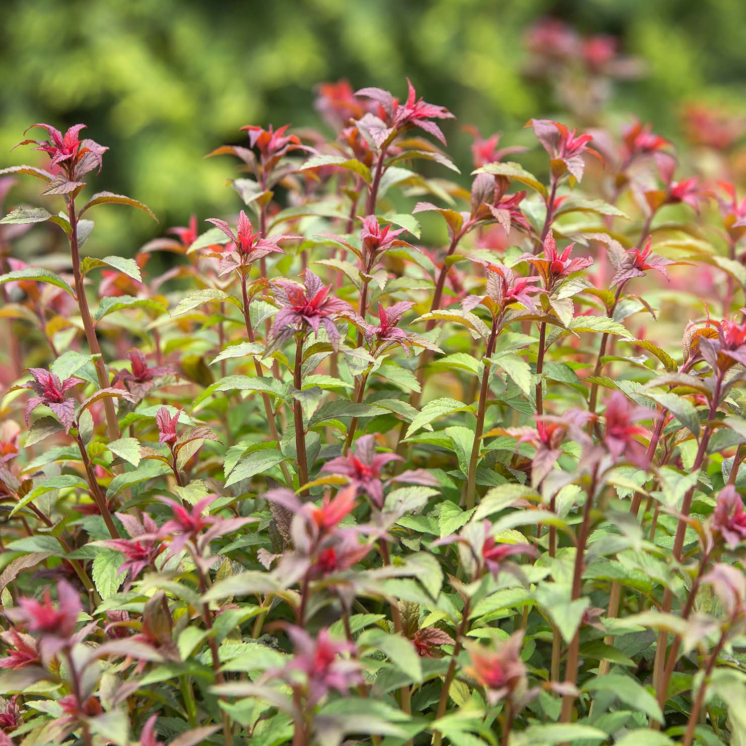 Genus Spotlight: Spirea | First Editions