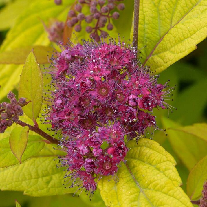 Genus Spotlight Spirea First Editions genus-spotlight-spirea-first-editions