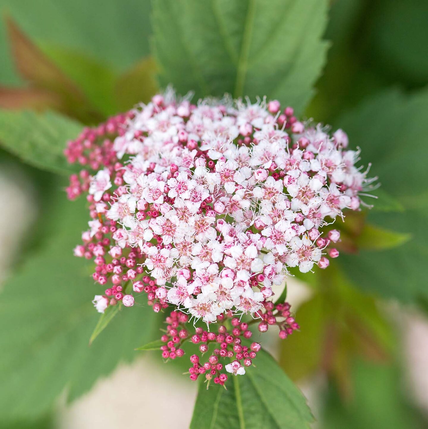 Genus Spotlight: Spirea | First Editions