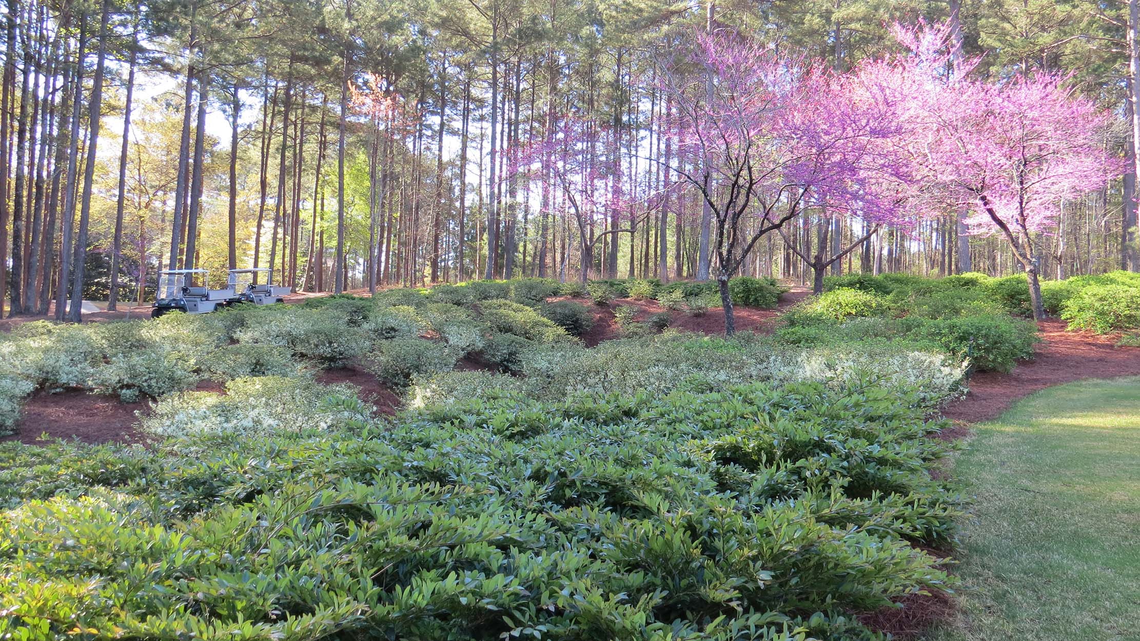 Mass Plantings | First Editions