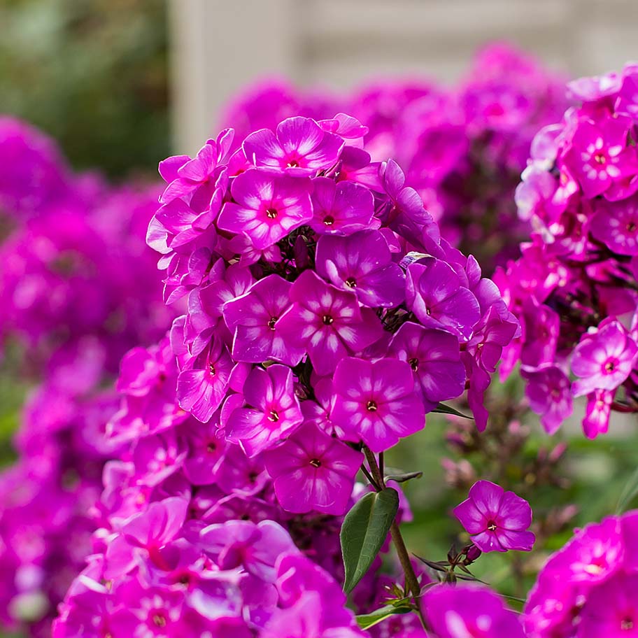Genus Spotlight: Phlox | First Editions