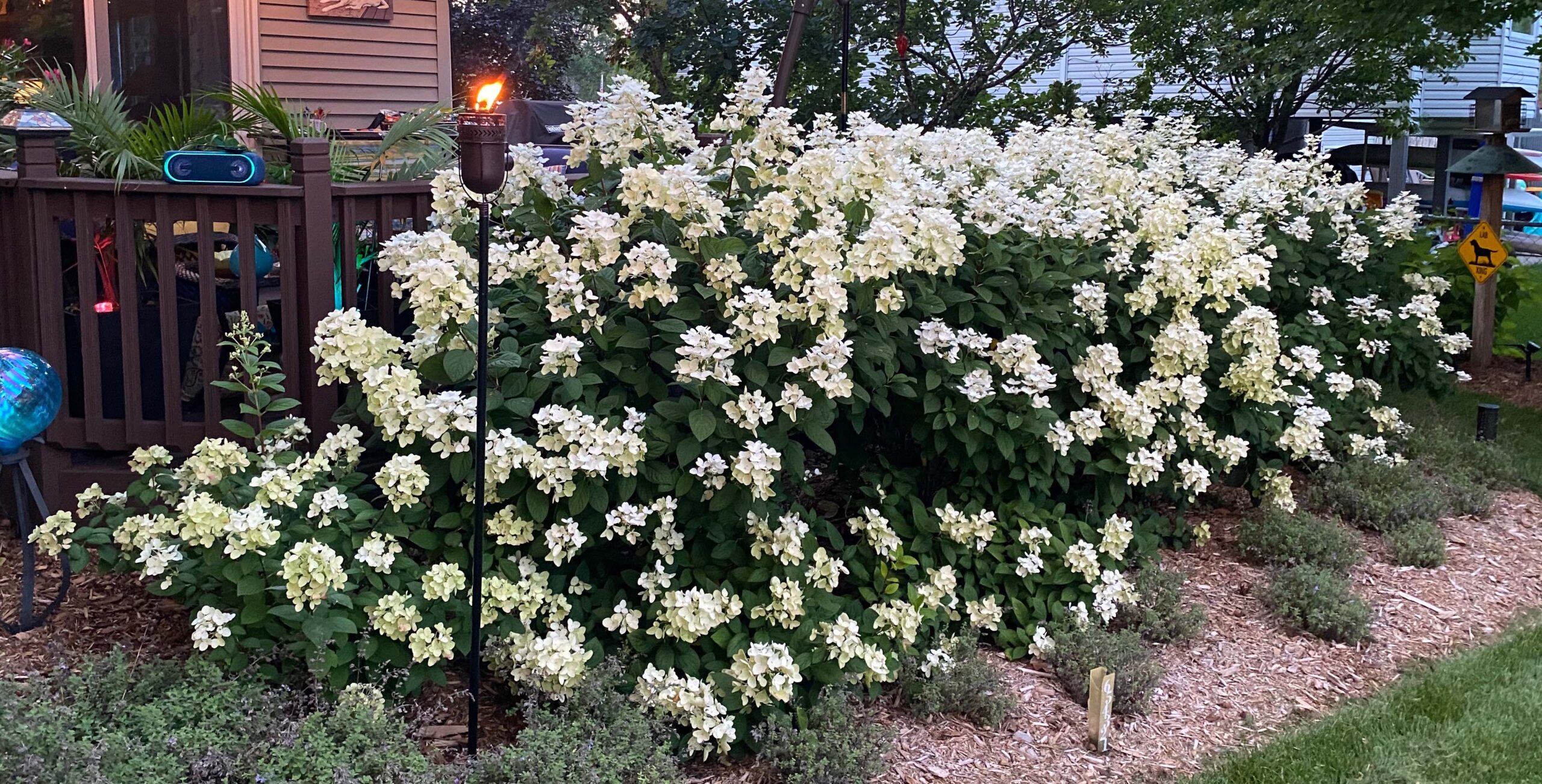 White Diamonds® Panicle Hydrangea: The Talk of the Party | First Editions