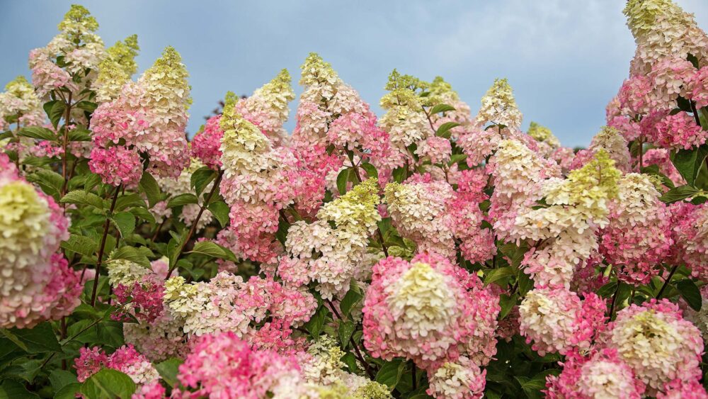 #RockStarPlant - Berry White® Panicle Hydrangea | First Editions