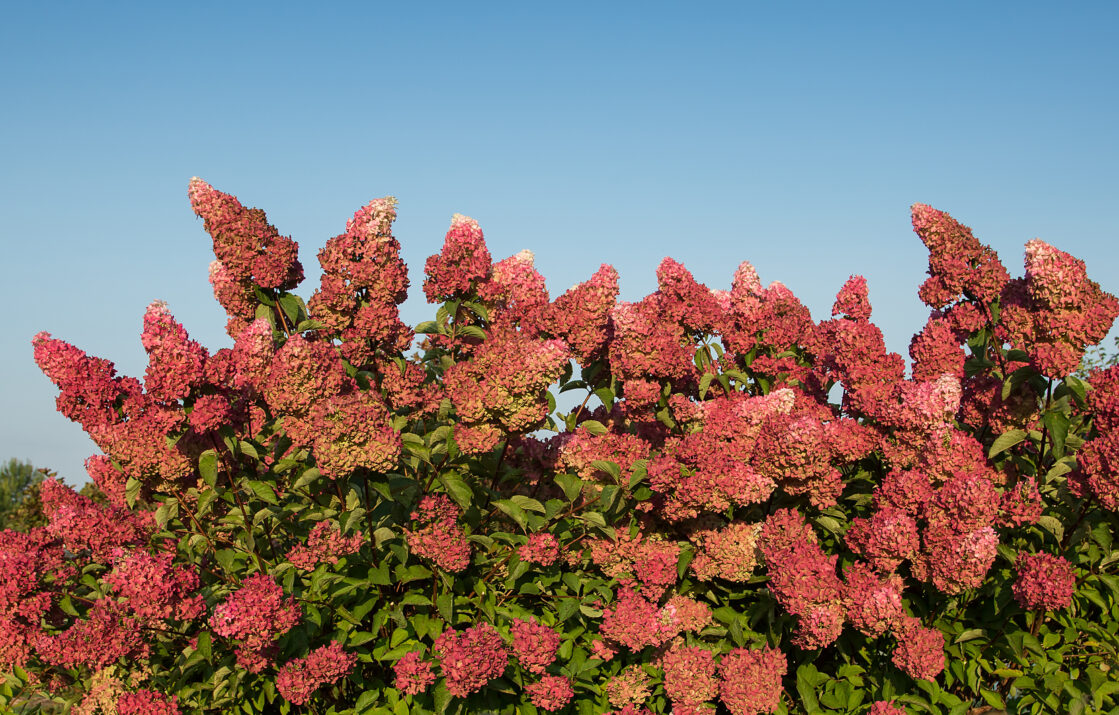 #RockStarPlant - Berry White® Panicle Hydrangea | First Editions