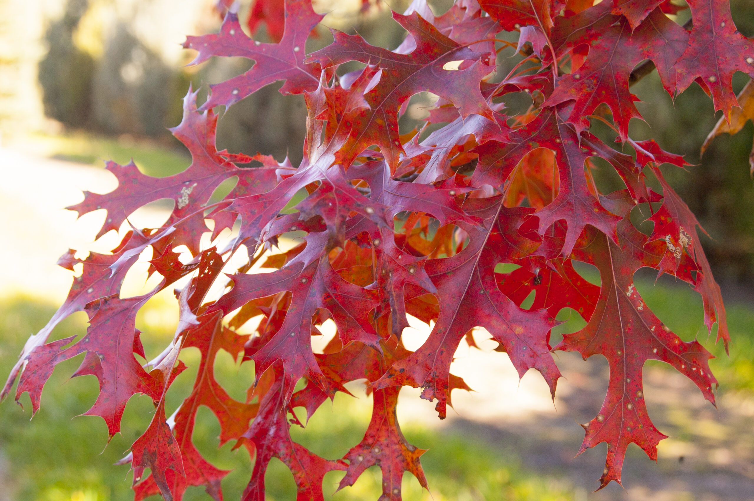 Majestic Skies™ Northern Pin Oak | First Editions