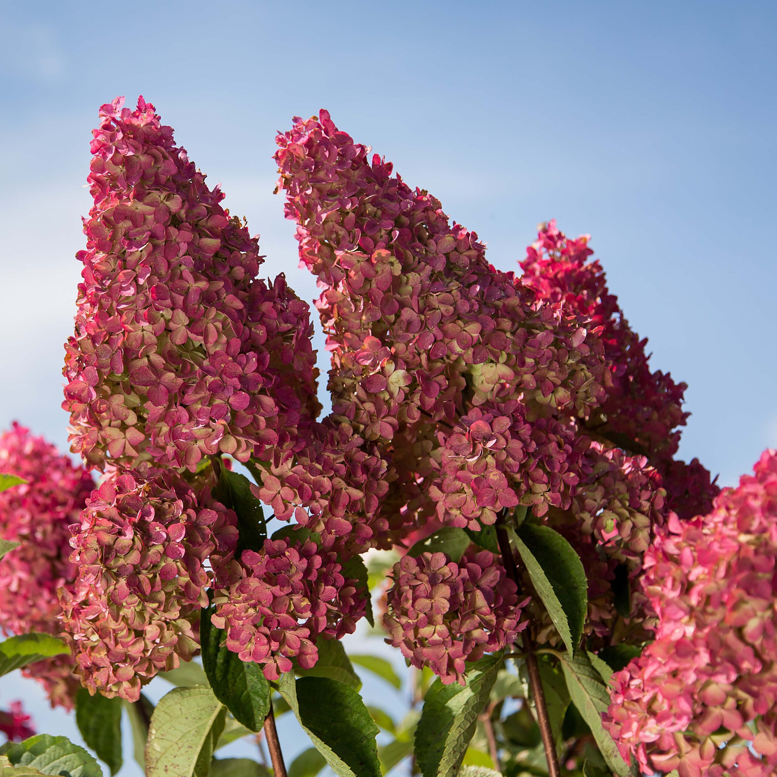 #RockStarPlant - Berry White® Panicle Hydrangea | First Editions