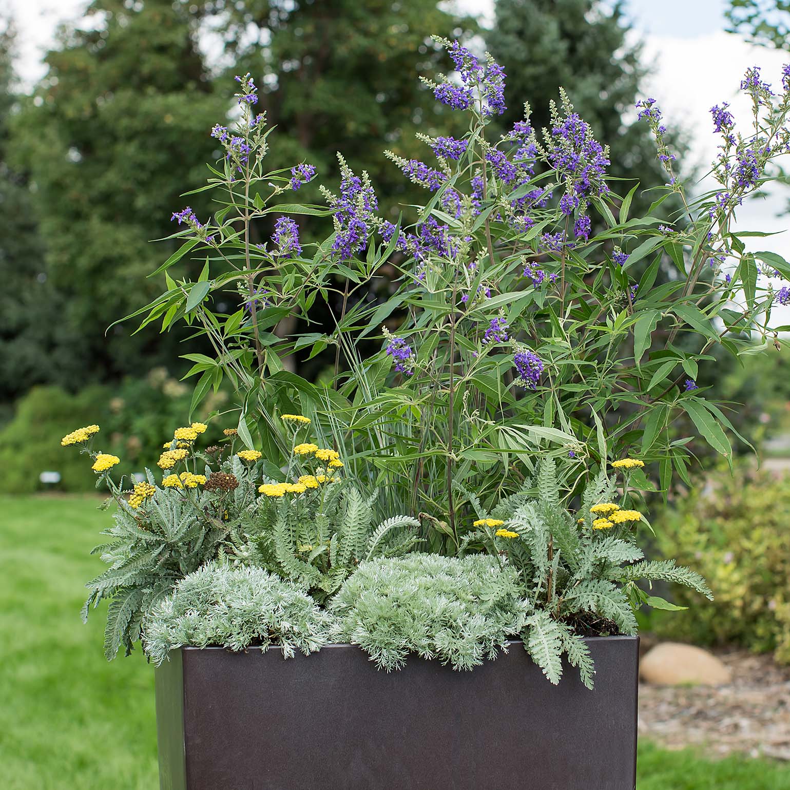 Winter Container Prep | First Editions