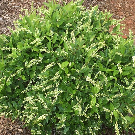 Your Next Go-To Plant - Love Child® Sweetspire | First Editions