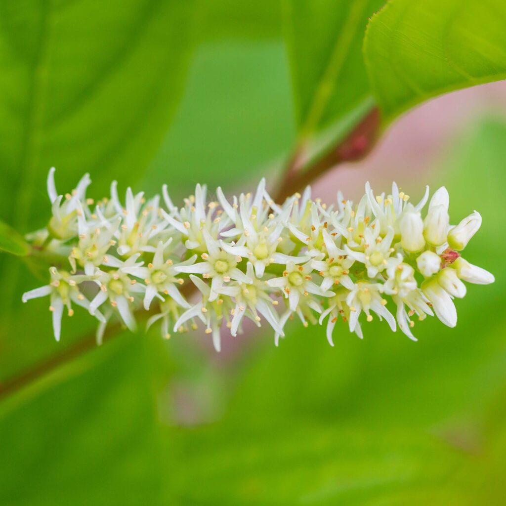 Your Next Go-To Plant - Love Child® Sweetspire | First Editions