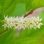 Your Next Go-To Plant - Love Child® Sweetspire | First Editions