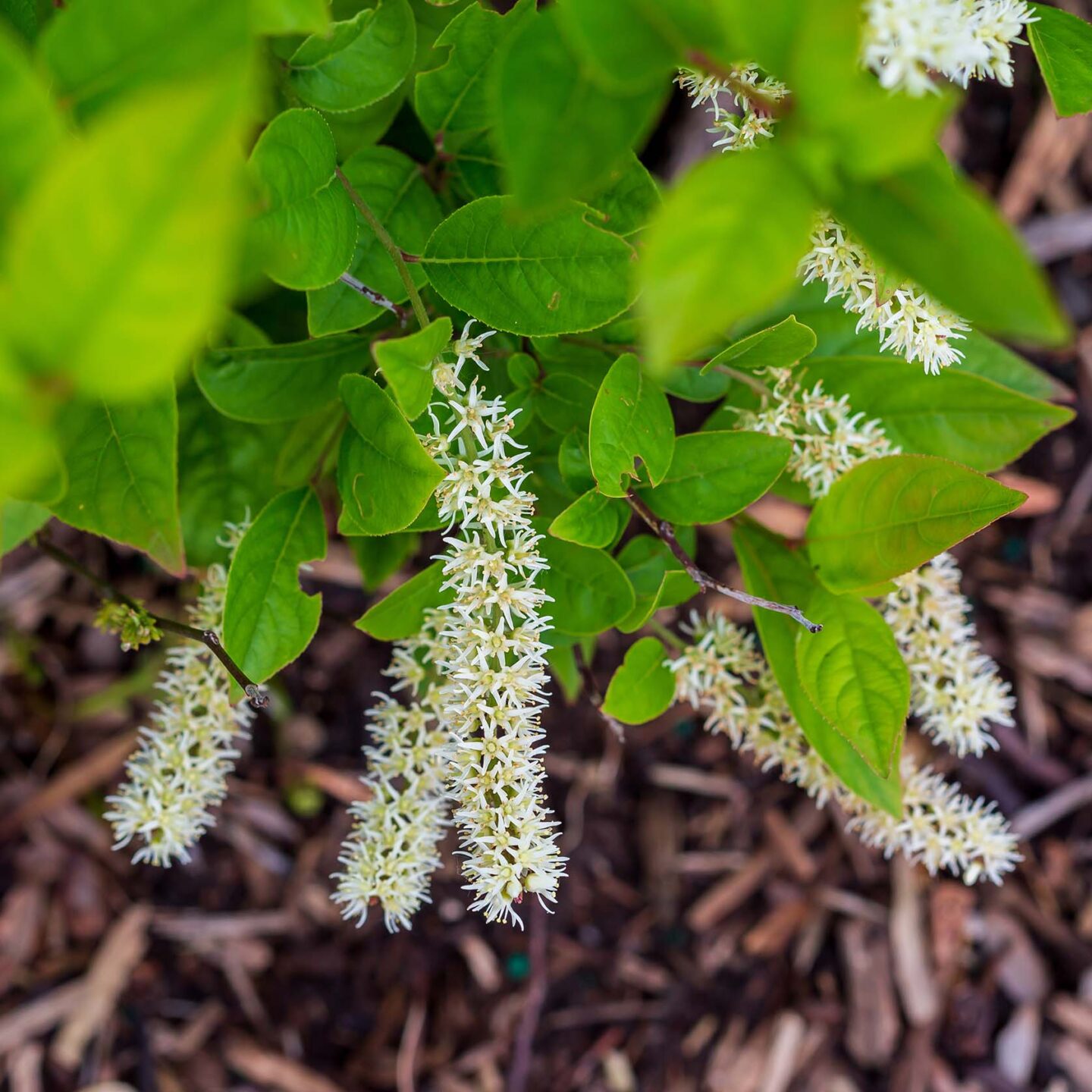Your Next Go-To Plant - Love Child® Sweetspire | First Editions