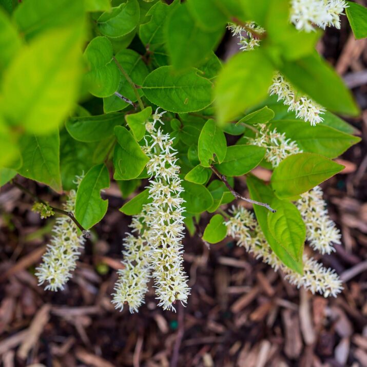 Your Next Go-To Plant - Love Child® Sweetspire | First Editions