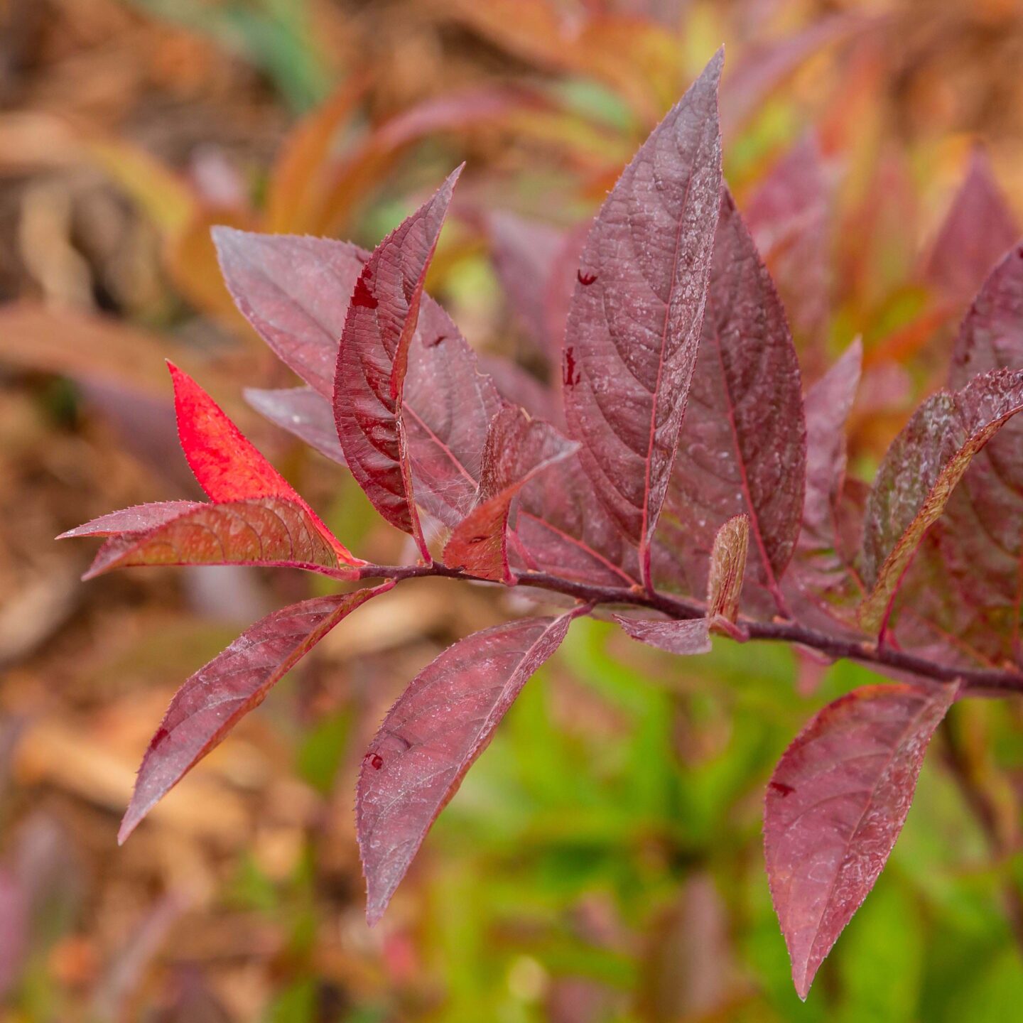 Your Next Go-To Plant - Love Child® Sweetspire | First Editions