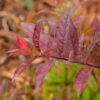Your Next Go-To Plant - Love Child® Sweetspire | First Editions