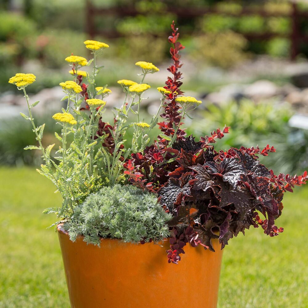 Spring Planning Your Garden for 2025 | First Editions