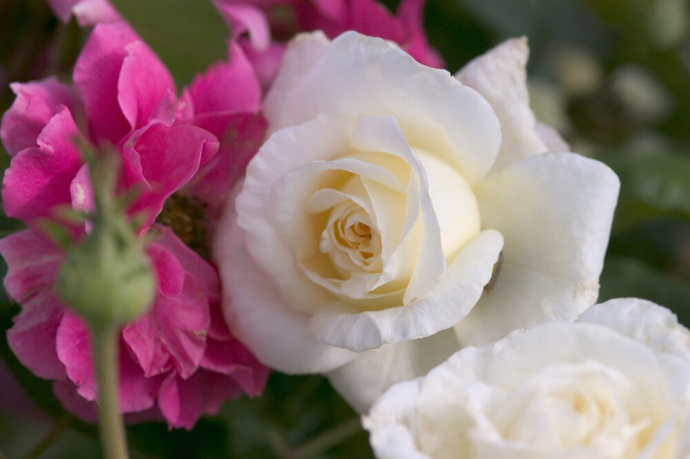 The Finest™ Rose | First Editions