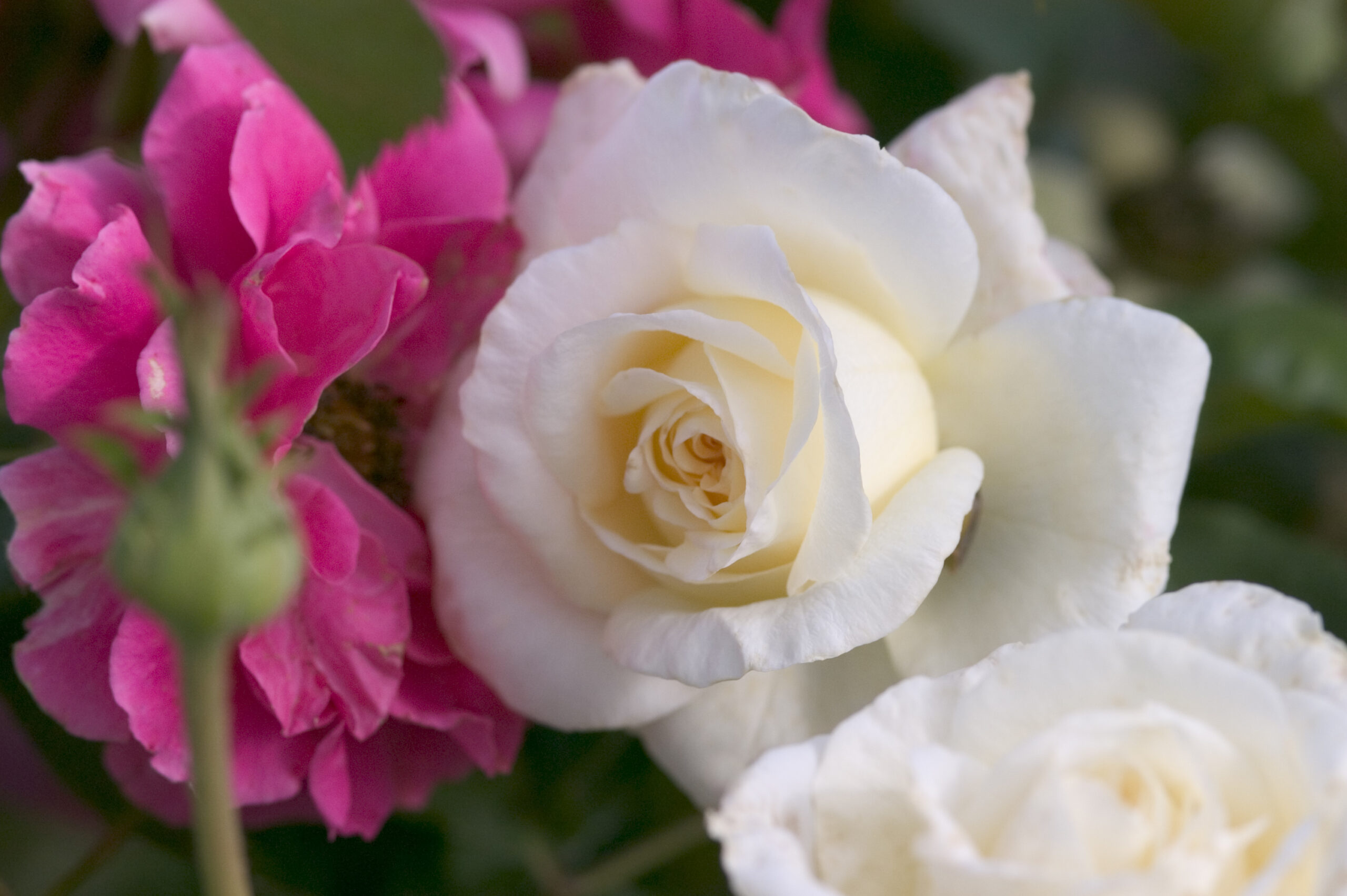 The Finest™ Rose | First Editions