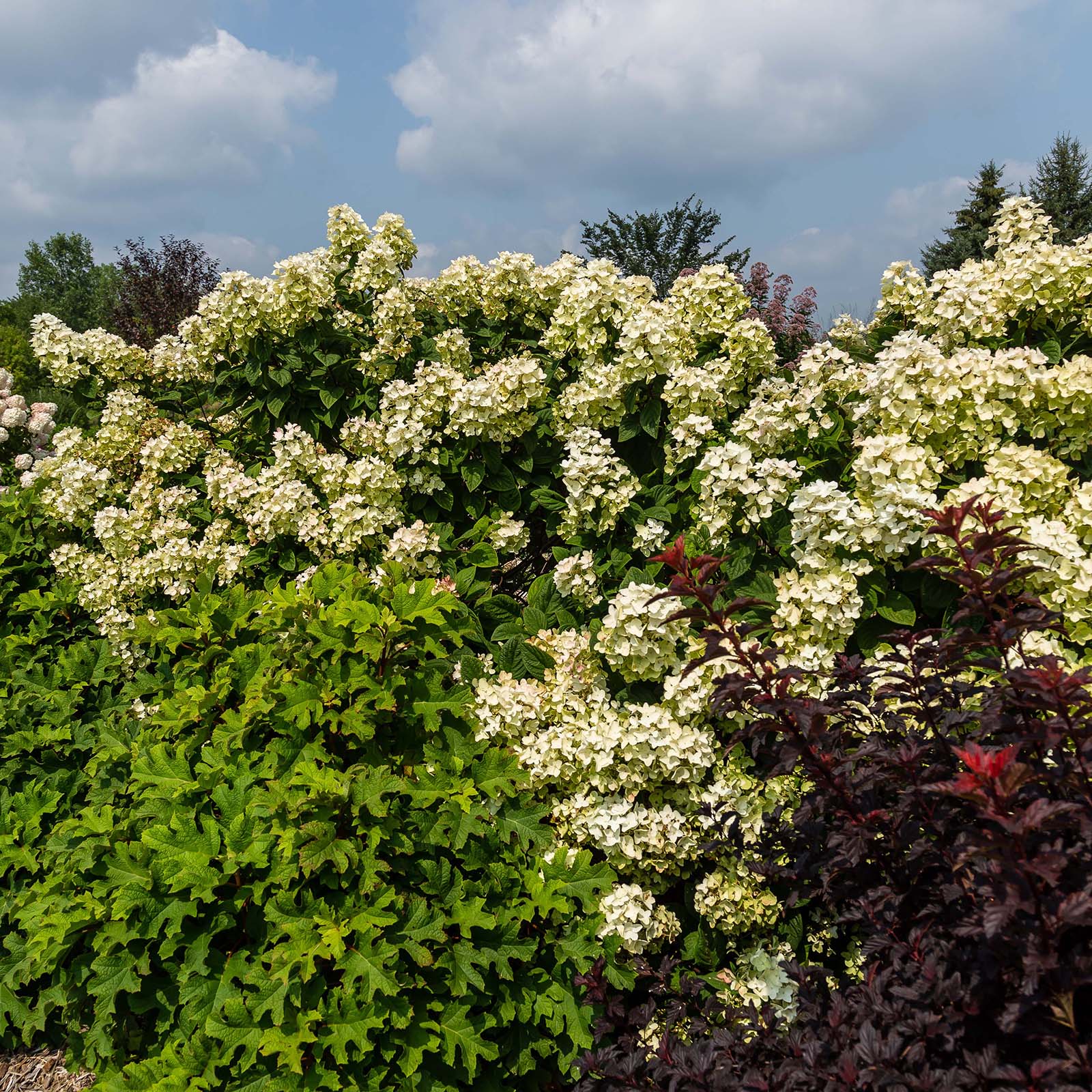 Plant Combinations for Cold Climates | First Editions