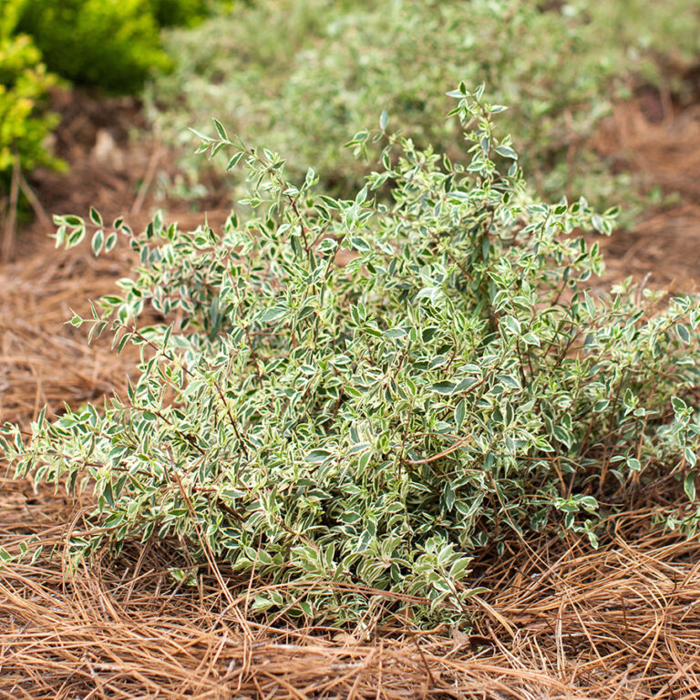 Shade-Loving Plants | First Editions